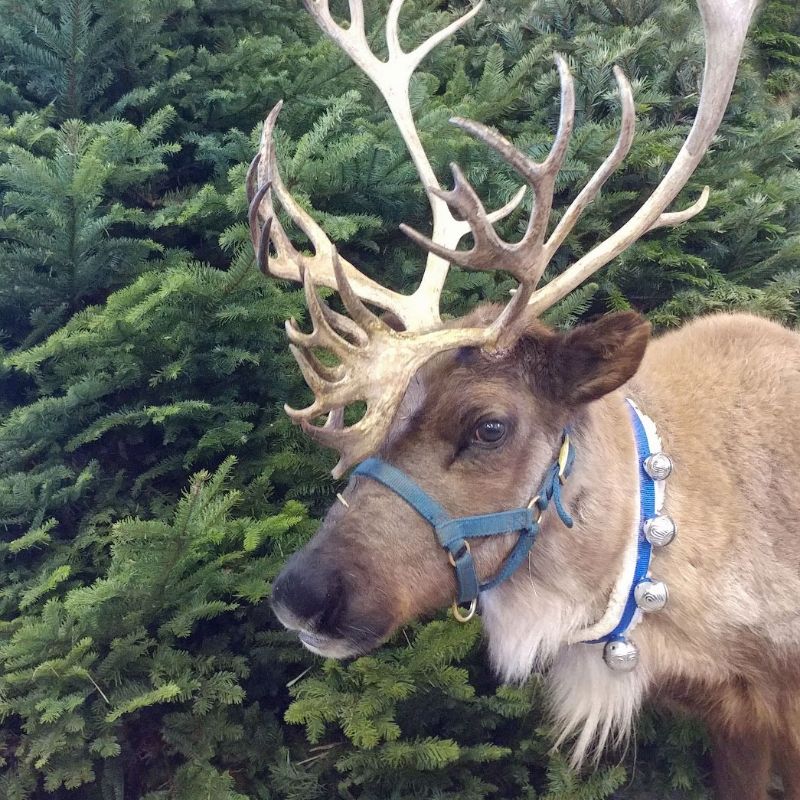 Home - One Room Reindeer