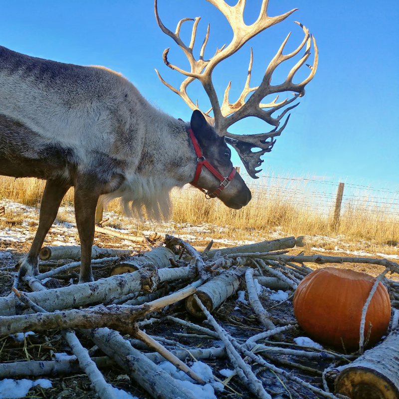 Home - One Room Reindeer