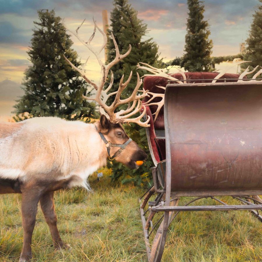 Services - One Room Reindeer