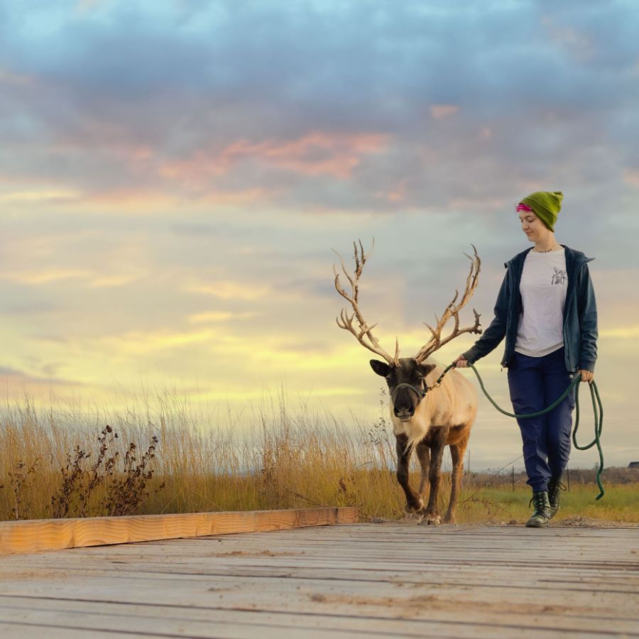 Home - One Room Reindeer