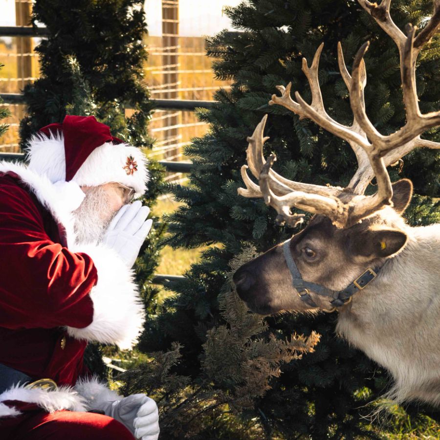 Home - One Room Reindeer