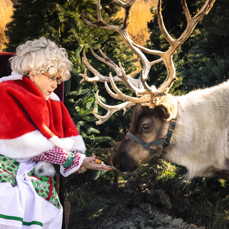 Home - One Room Reindeer